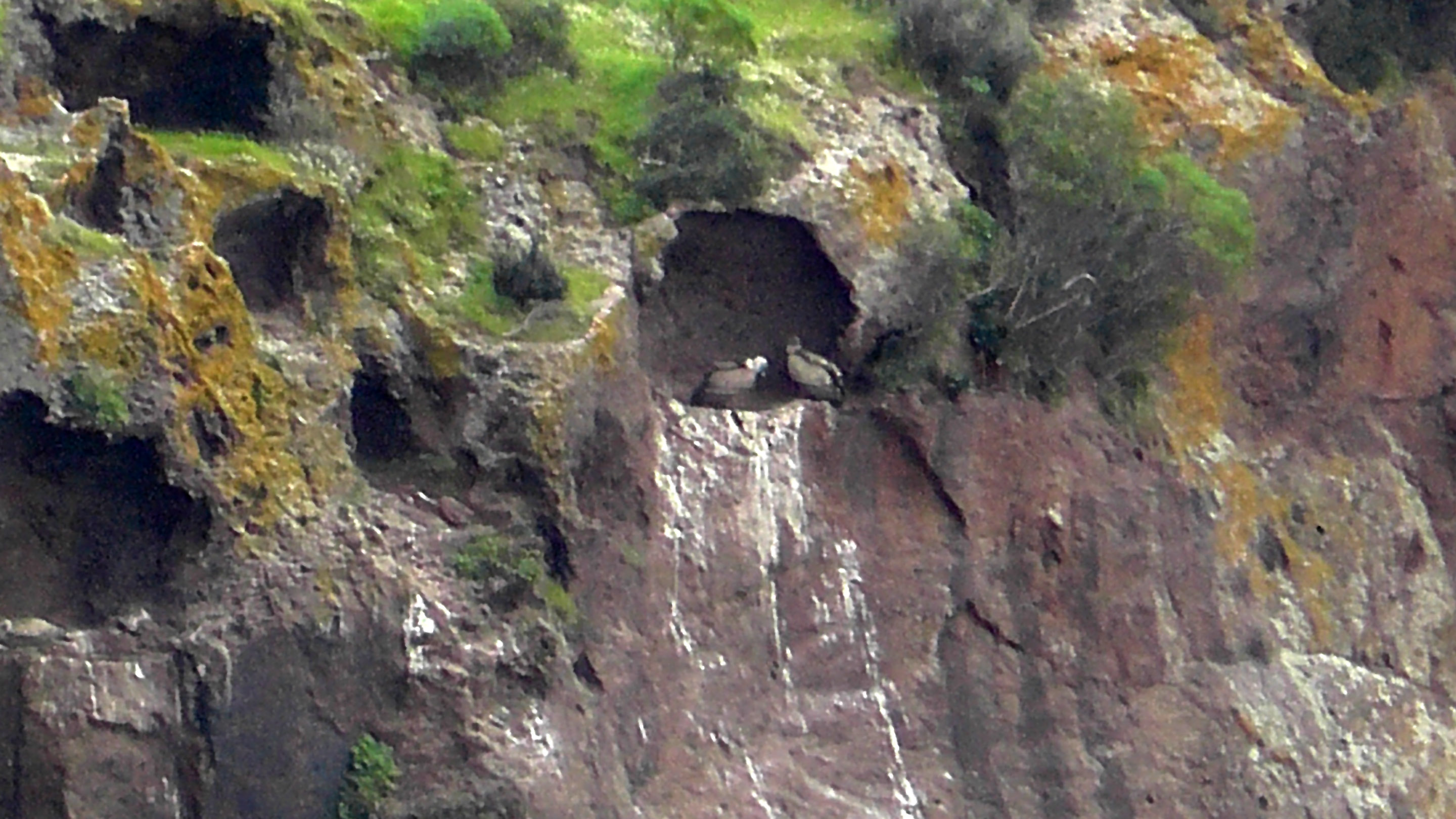 Nato il primo grifone del 2019 nel Parco dei Nebrodi - Ultime notizie ...