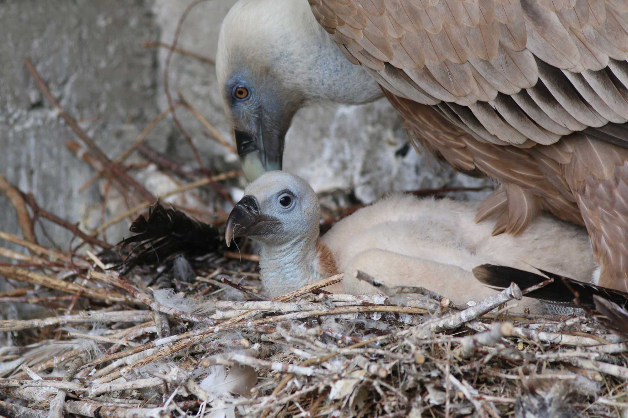Nato il primo grifone del 2019 nel Parco dei Nebrodi - Ultime notizie ...
