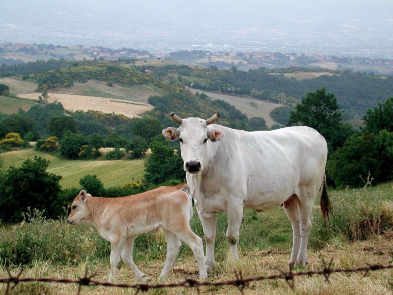 Con la Chianina e la Frisona, a scoprire la zootecnia italiana
