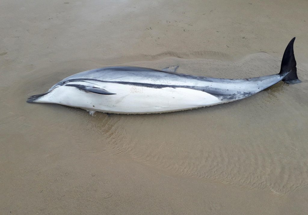 Delfino morto a Rapallo, in Liguria. Si tratta del terzo caso in 7 giorni