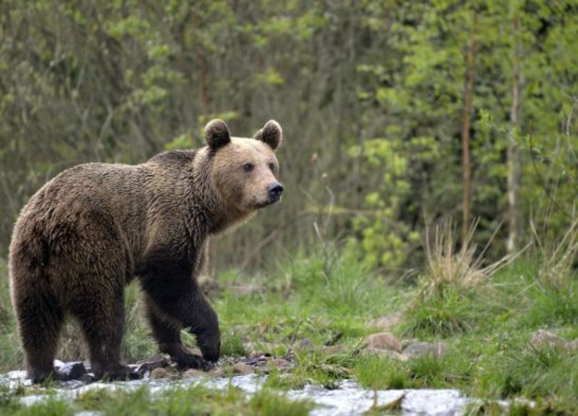 Orso marsicano passeggia nei boschi di Arquata del Tronto - Ultime ...