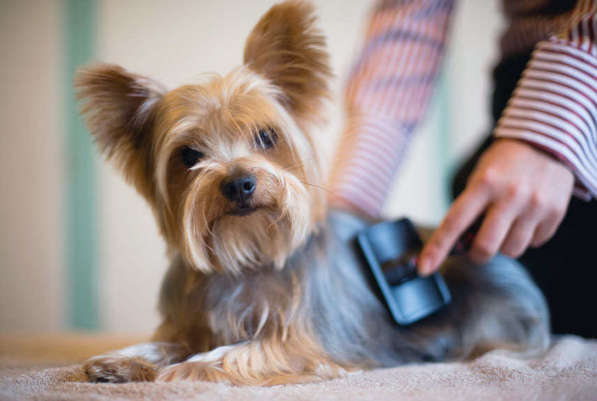 Quando il pelo del cane è spento e opaco: possibili cause e rimedi