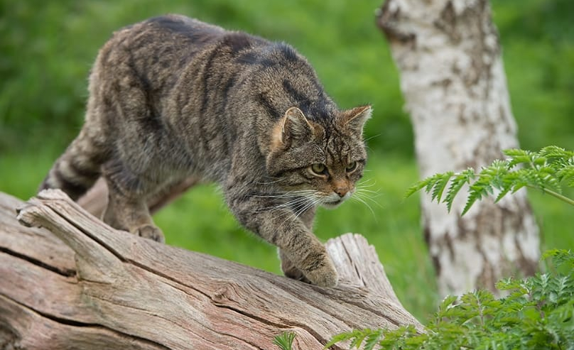 Il gatto, dalle origini alla sua evoluzione nel tempo - il Valore Italiano
