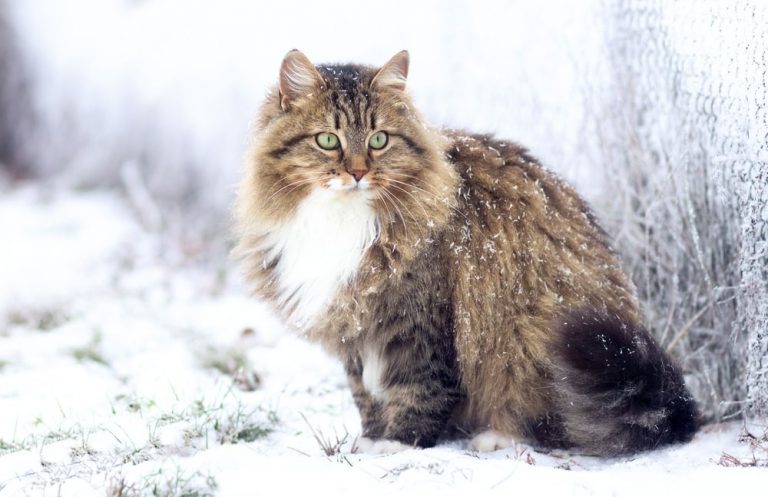 Il gatto, dalle origini alla sua evoluzione nel tempo - il Valore Italiano