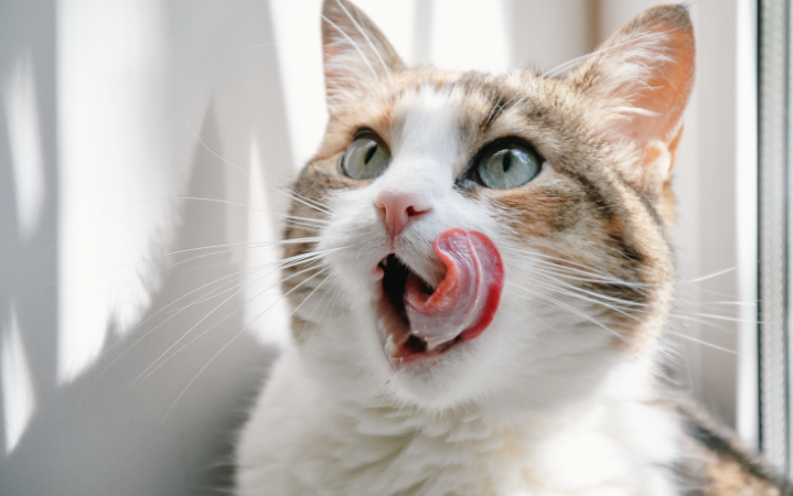 La lingua del gatto, funzionalità e curiosità - il Valore Italiano