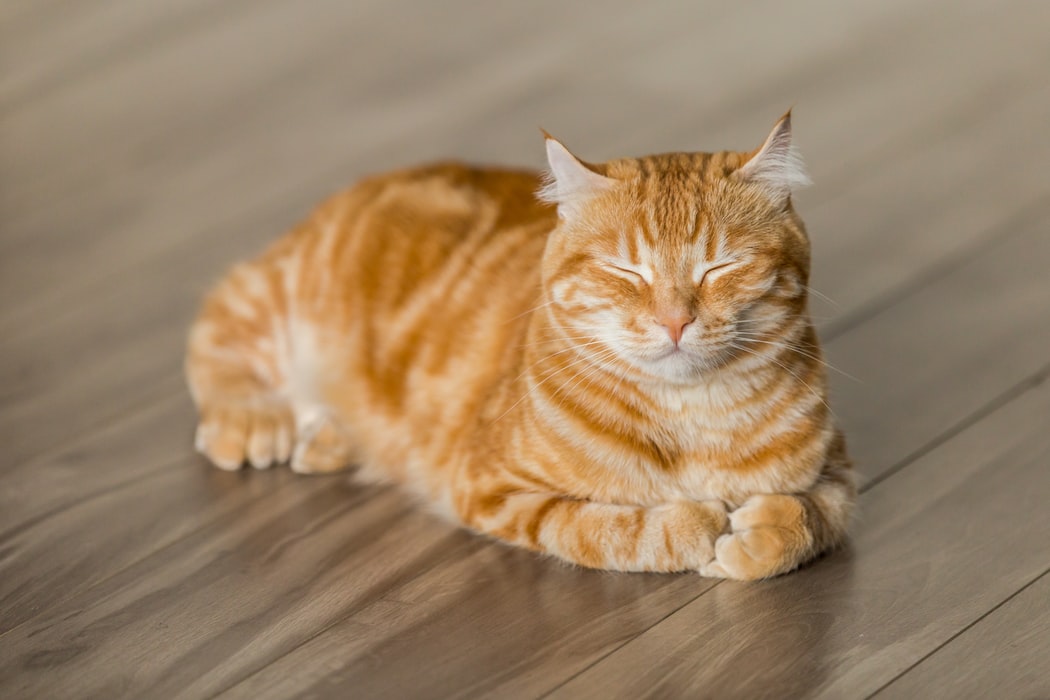 I gatti rossi sono i più amati da sempre - Il Valore Italiano