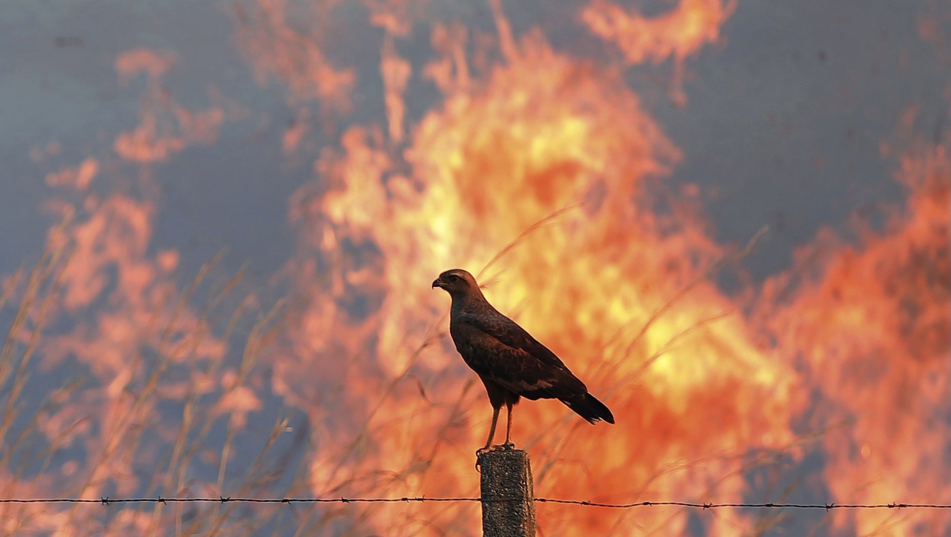 Incendi, strage di animali in Italia: il nostro Sud distrutto dal fuoco ...