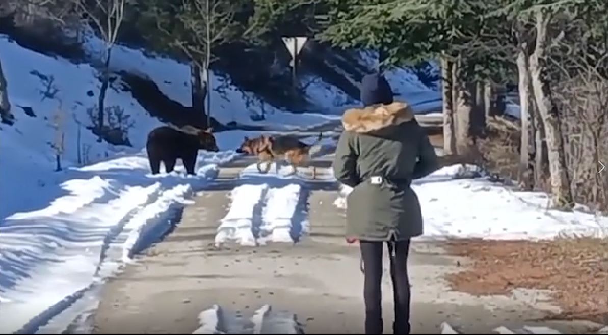 Abruzzo, diventa virale il video dell'orso che gioca col cane